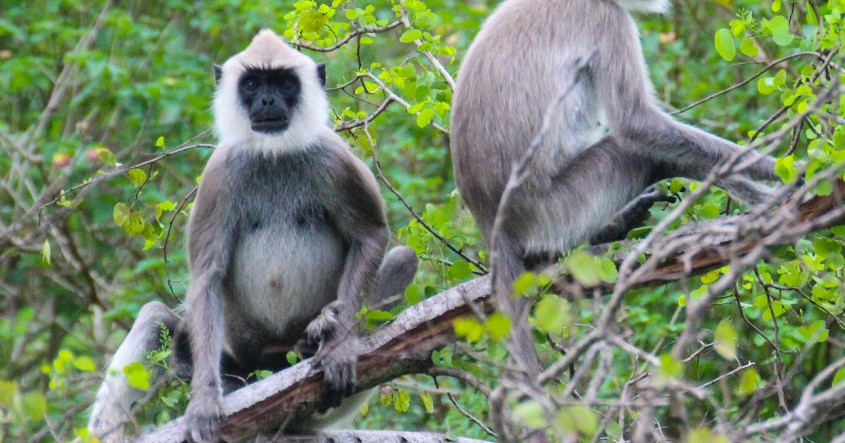 Cannundrums: Sri Lankan Tufted Gray Langur