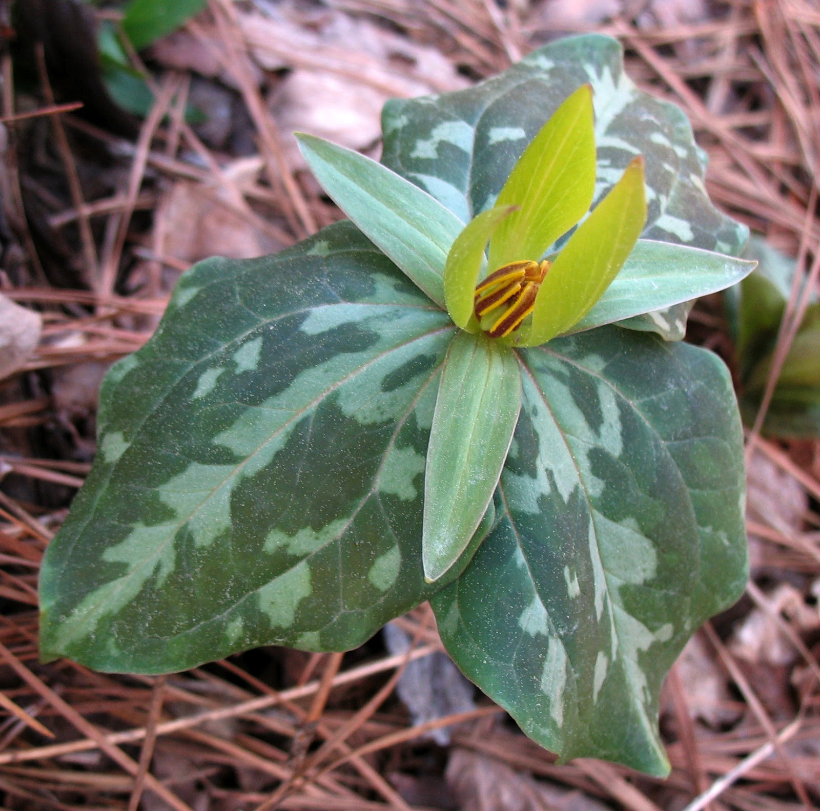 Using Georgia Native Plants: Trilliums - a Georgia specialty