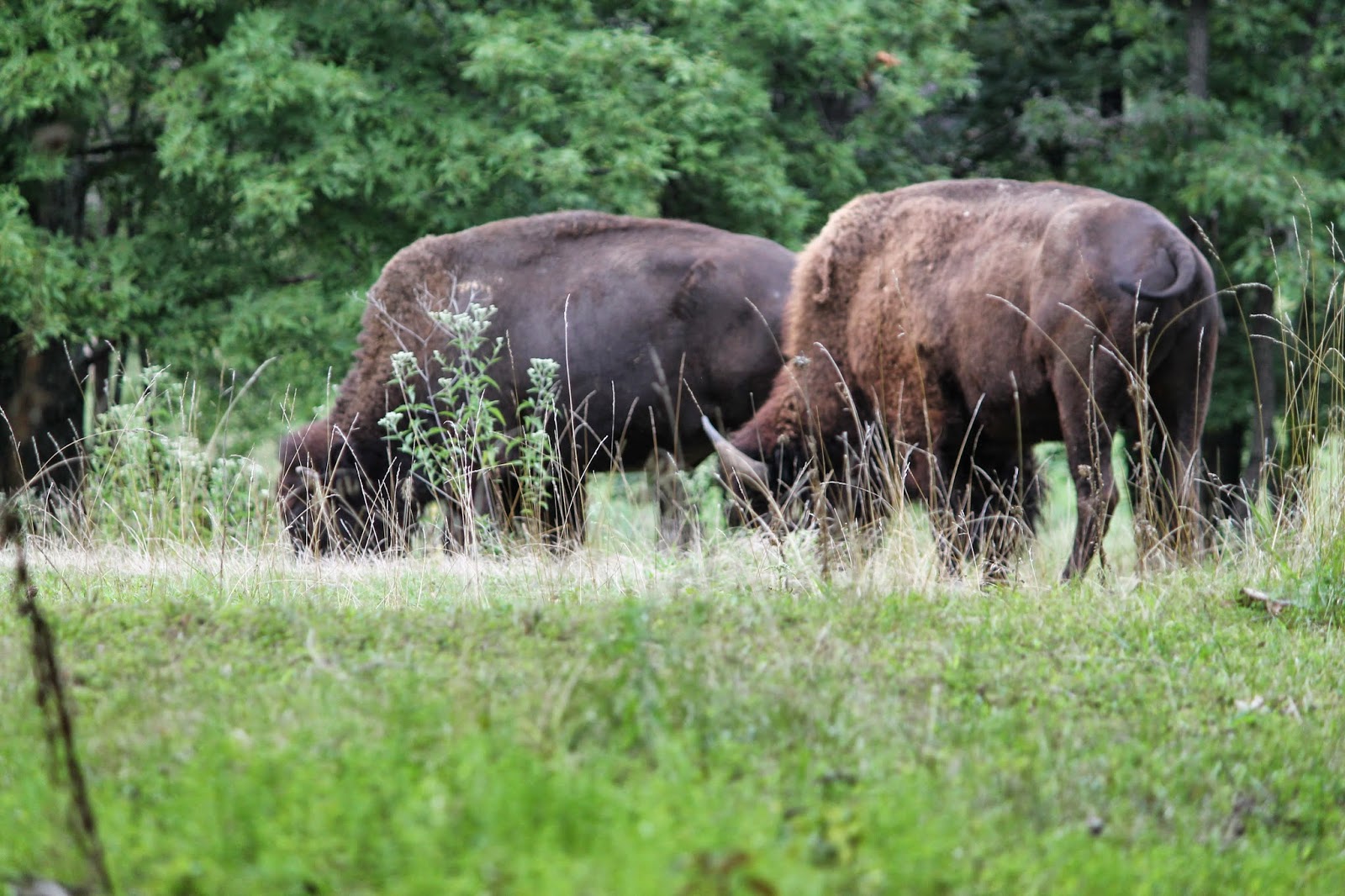 The Missouri Mom: Best time to see the Elk at Lone Elk Park in St Louis ...