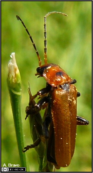 FAUNA AUXILIAR: FAMILIA CANTHARIDAE
