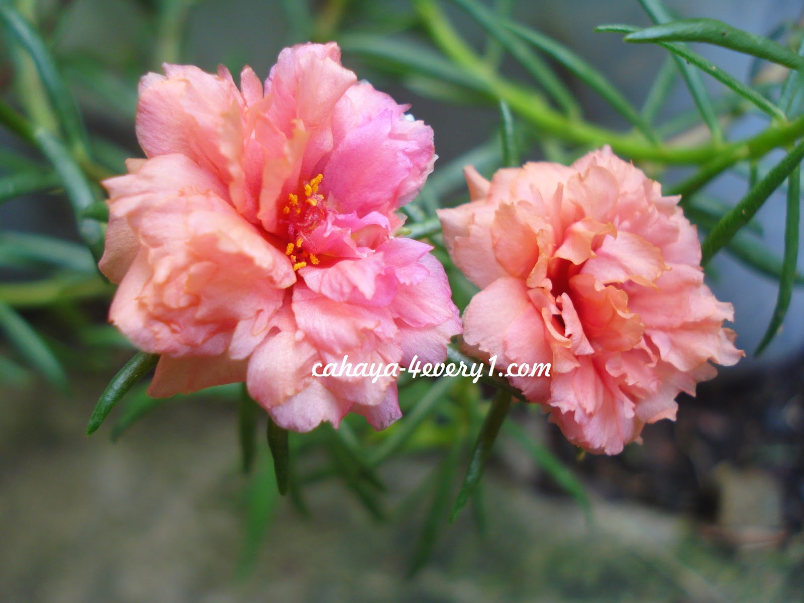 RUMAHKUBAHAGIAKU: Cantiknya bunga Portulaca Grandiflora