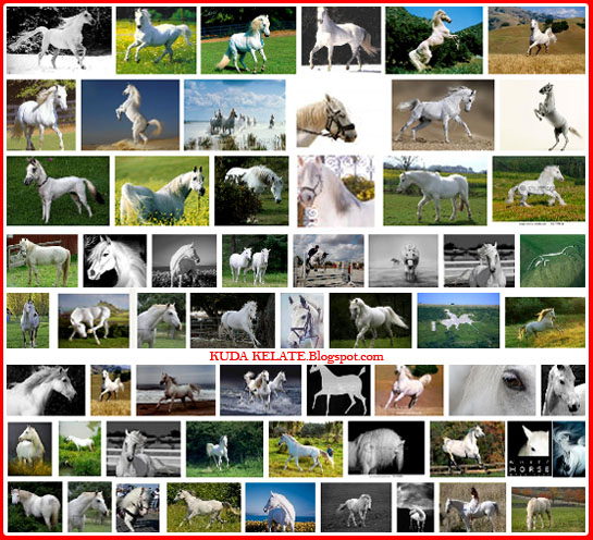 KUDA KELATE: Mengenali Jenis Warna Kuda