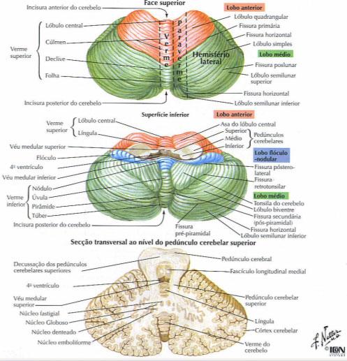 biologia: Cerebelo e Núcleos da Base (gânglios da base)