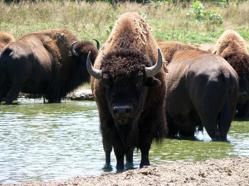 Bison | The Biggest Animals Kingdom