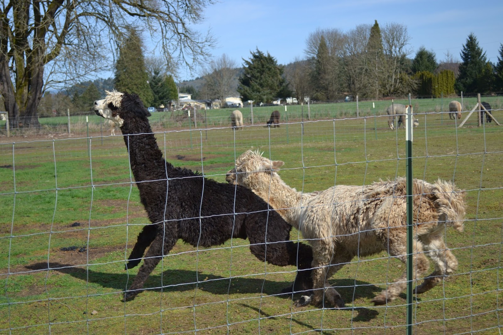 Alpacas at Hum Sweet Hum Blog