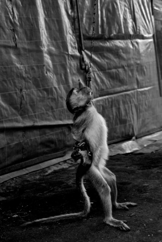 They are Not Ours: VICTORY *THIS PRACTICE IS NOW PROHIBITED* Cruelty ...