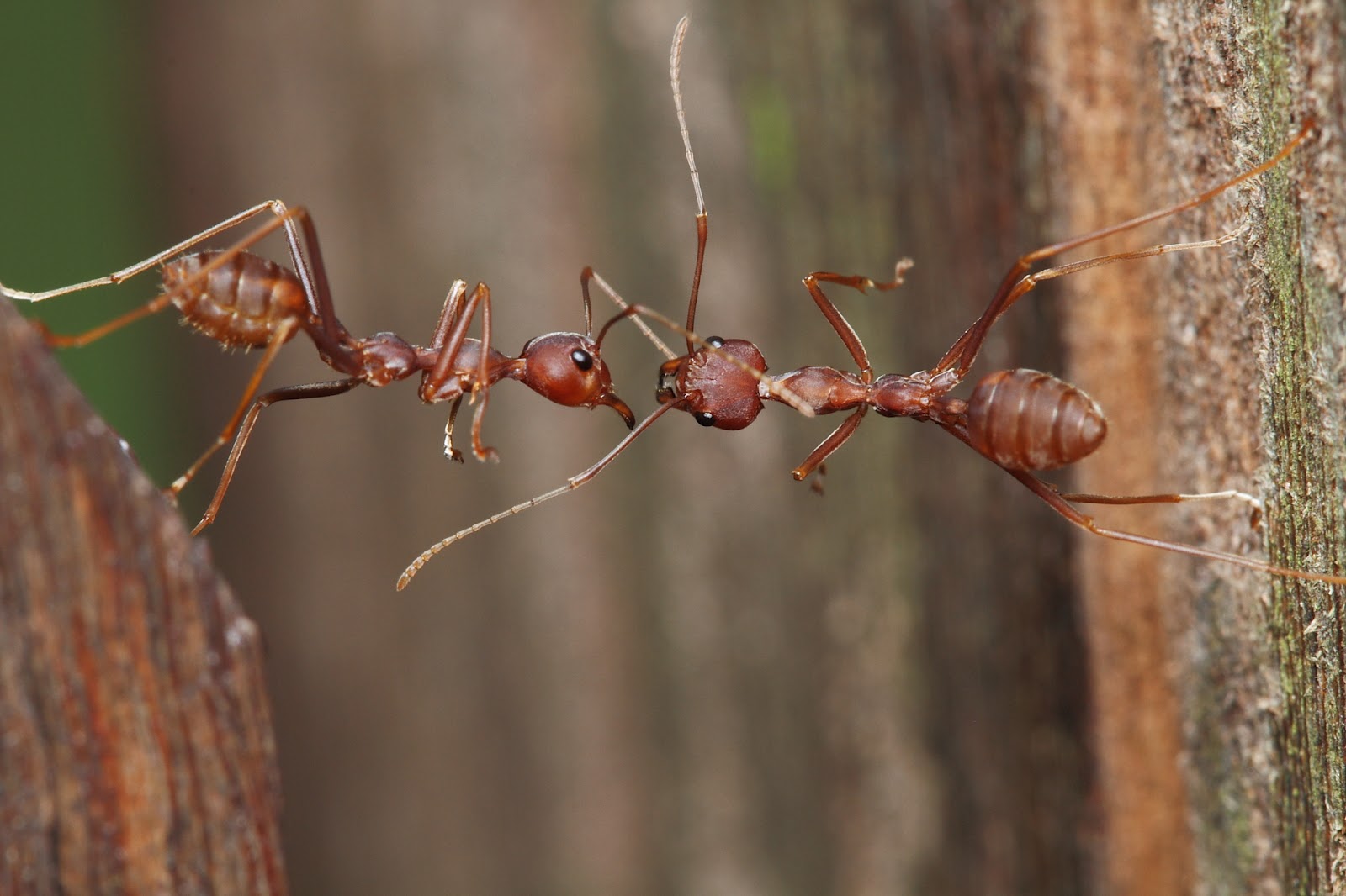 My Macro Journey: Ants