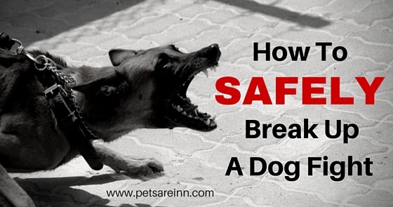How to Break Up a Dog Fight