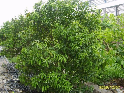 My little vegetable garden: Mahkota Dewa (Phaleria macrocarpa)