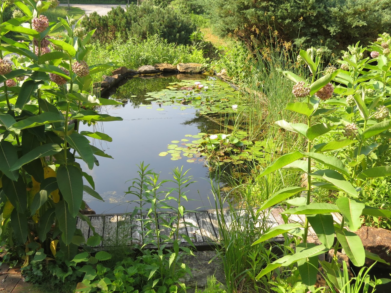 Blue Jay Barrens: Water Garden Predators