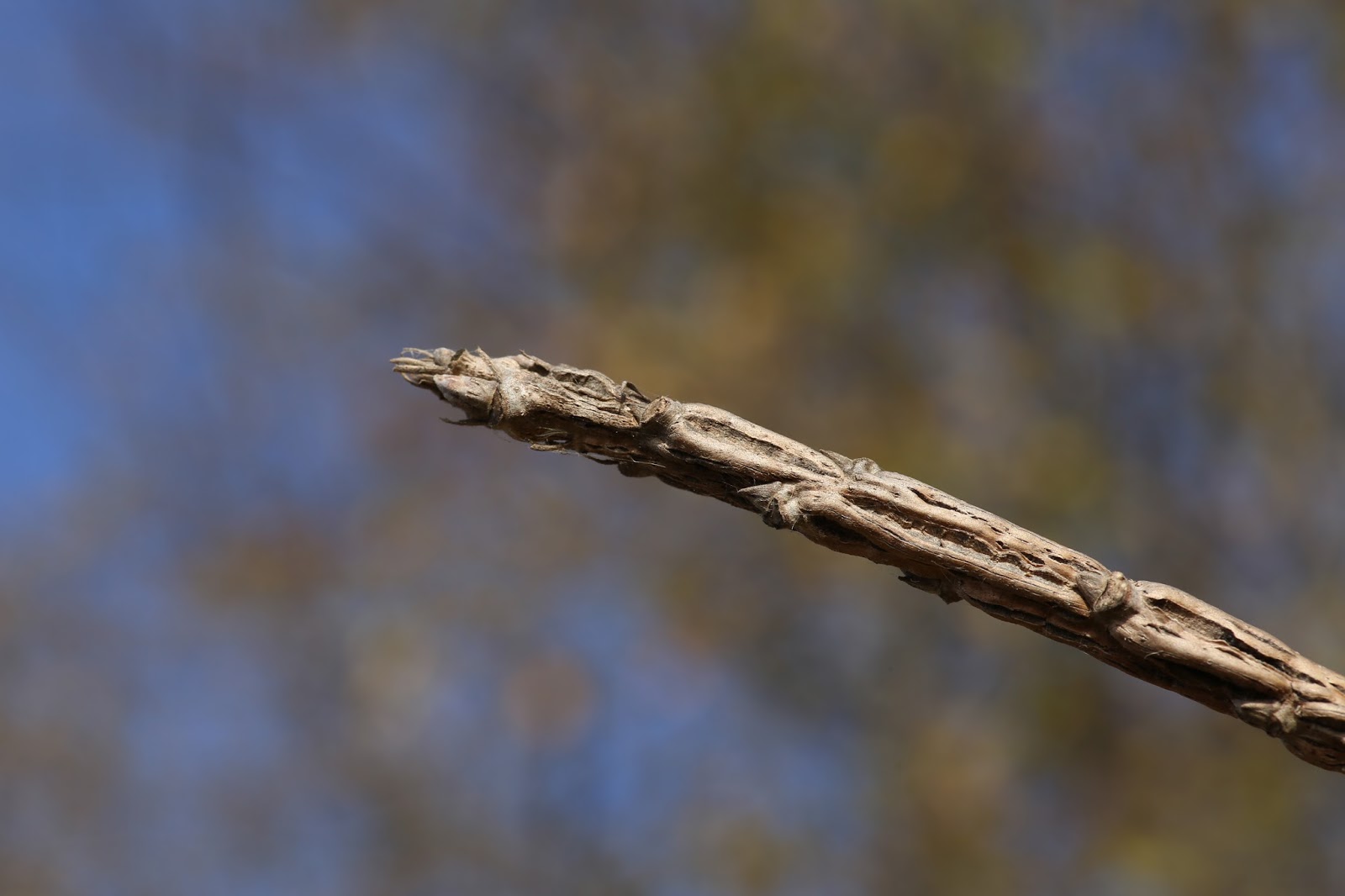 Nature Devotions : Marked Twig of Oak