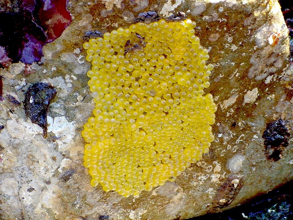 Buzz's Marine Life of Puget Sound: Eggs of the Intertidal