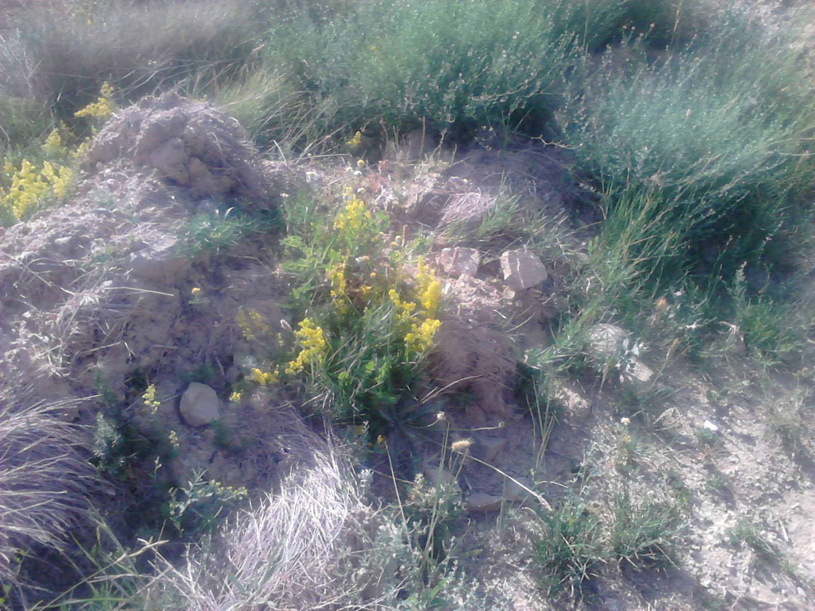 Sos del Rey Católico: NATURALEZA Y POESÍA EN SOS. 8-LA ALIAGA