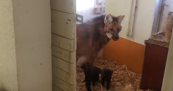 White Wolf : When The Mother Wolf Died, Someone Unlikely Stepped Up To ...