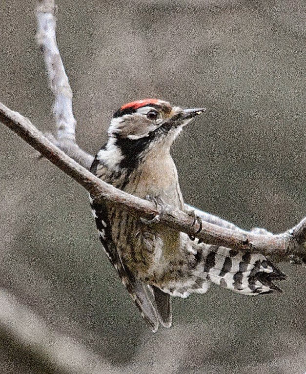 Woodpeckers Of Europe: Gallery: Lesser Spotted Woodpecker