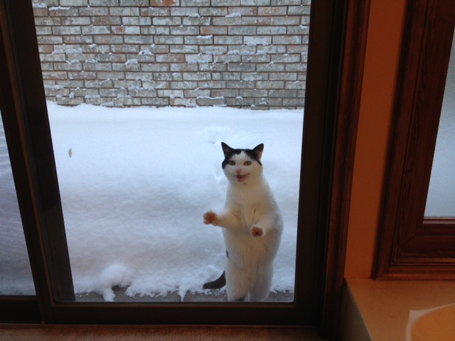 Made Alive With Christ: Snow Diving Cat