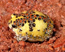 Types of different frogs