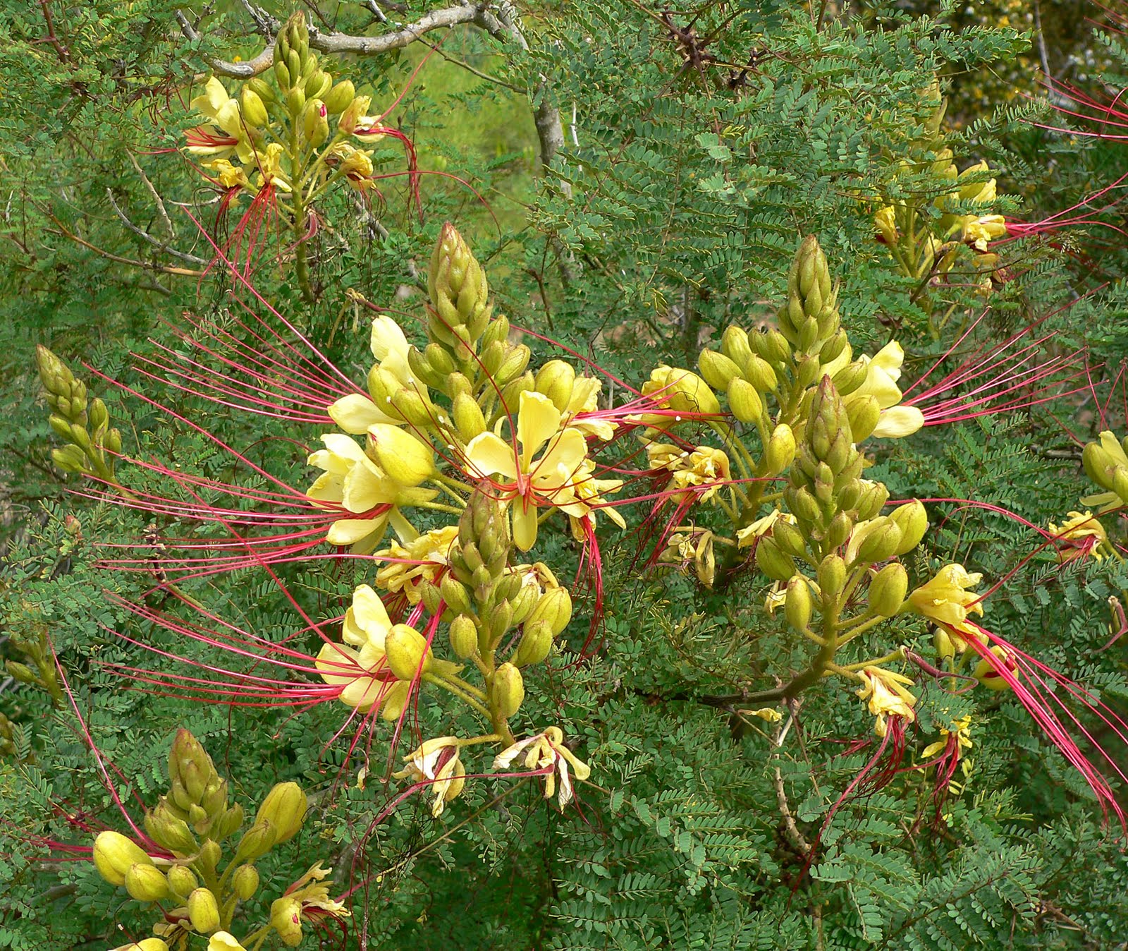 Caesalpinia gilliesii, Barba de chivo : El Mundo y sus Plantas