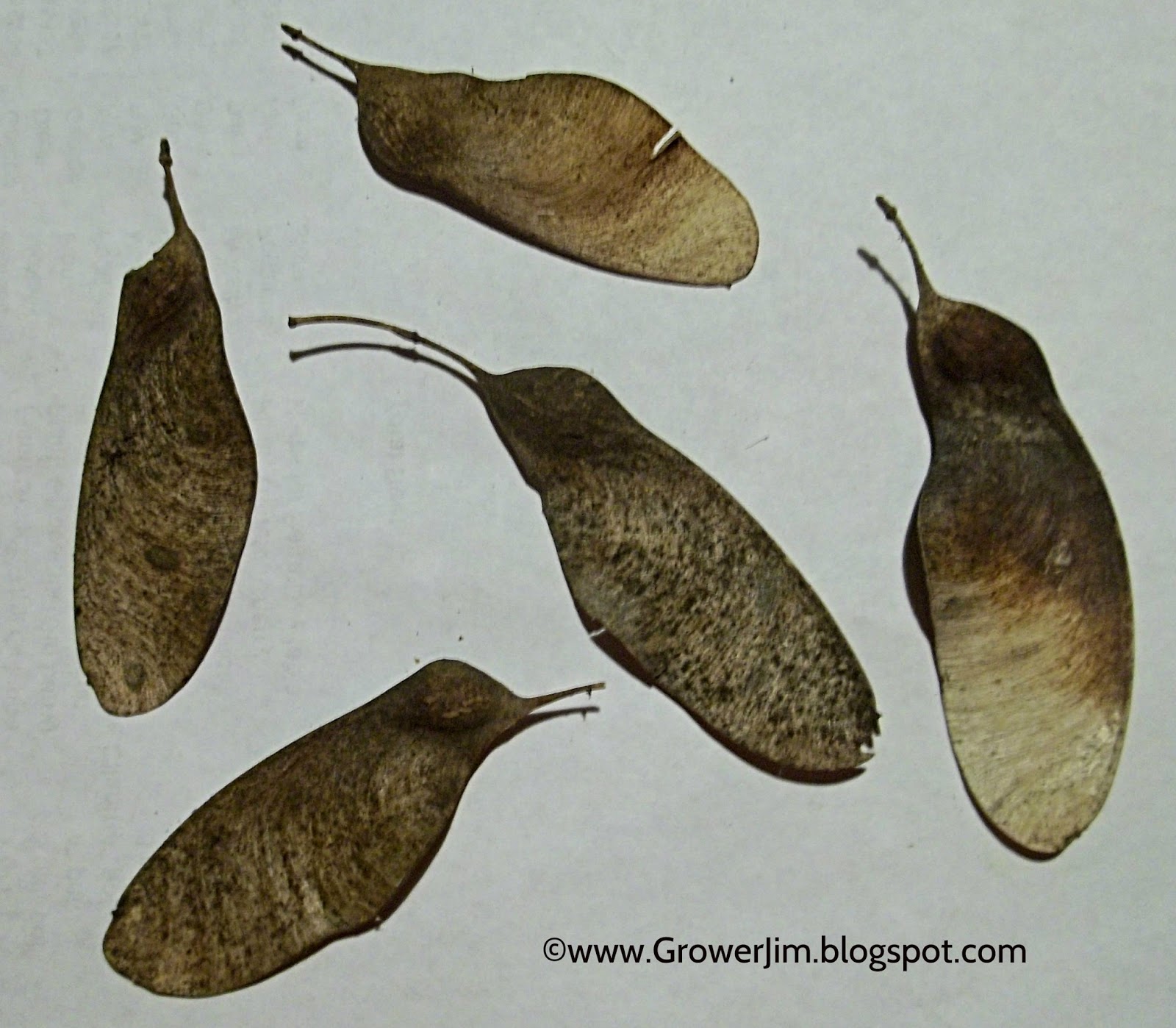 Garden Adventures: Tipuana tipu