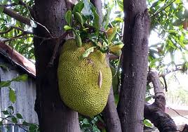 Les marchés d'Estelle: Le jacquier (jack fruit)