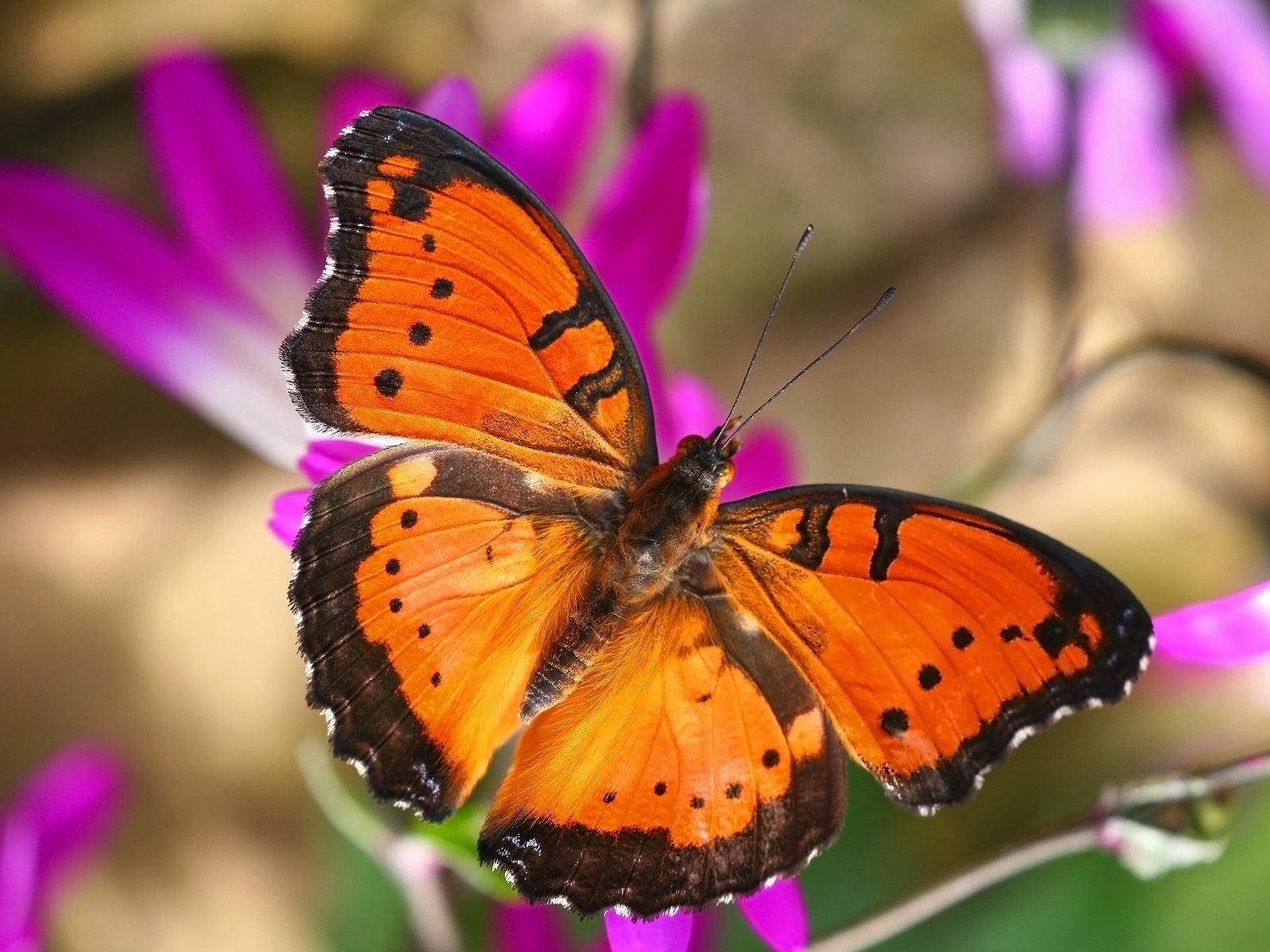 Beautiful Butterfly Wallpapers 3