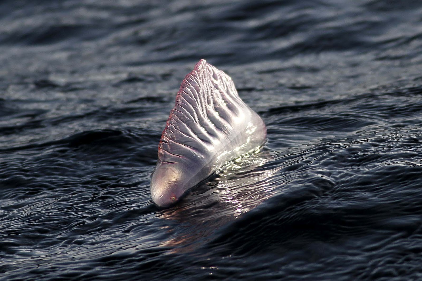 Joe Pender Wildlife Photography: Portuguese man of war