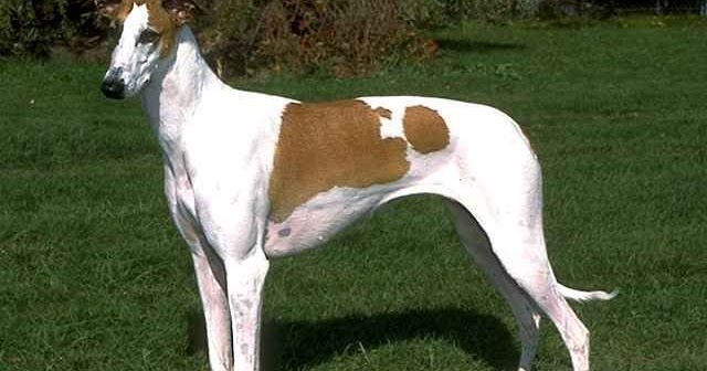 Arjunpuri in Qatar: 10 Indian dog breeds that are dying