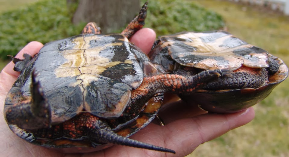 Biology of the Reptilia