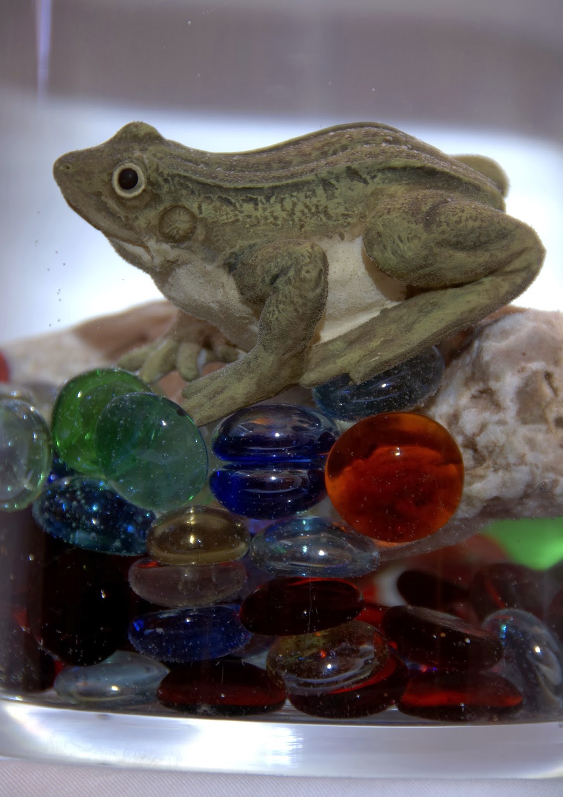 Tortuga, ranas y Extraña primavera | Fotografía Demetrio Fernández