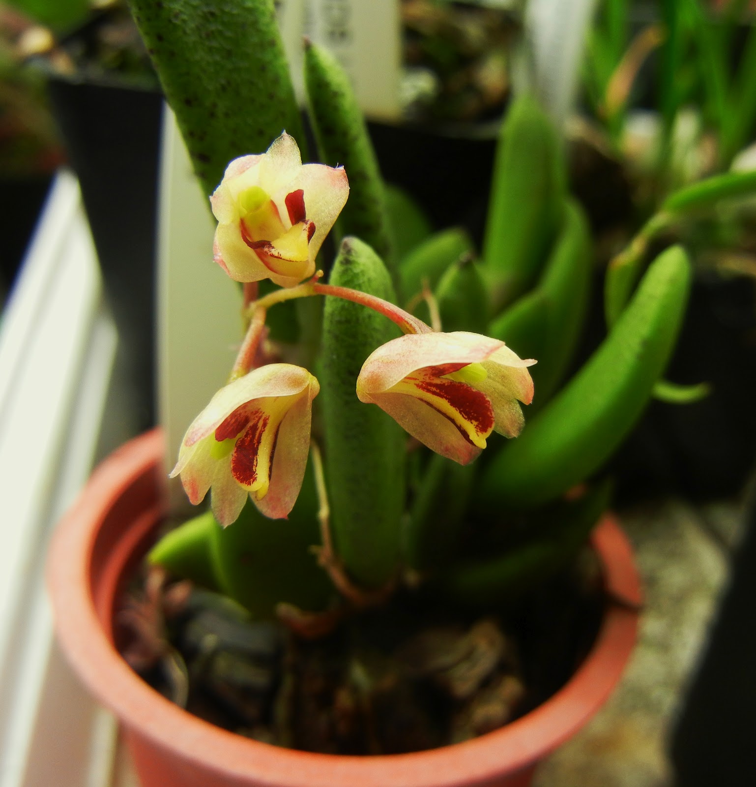 Too Much Information: Dockrillia rigida