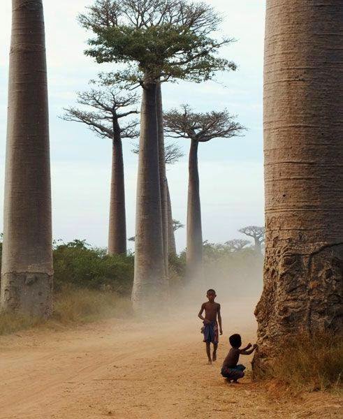 Embondeiro/ Baobá/ Imbondeiro