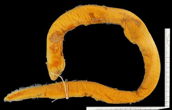 Info animales: MIXÍN DEL SUR ( MYXINE AUSTRALIS )