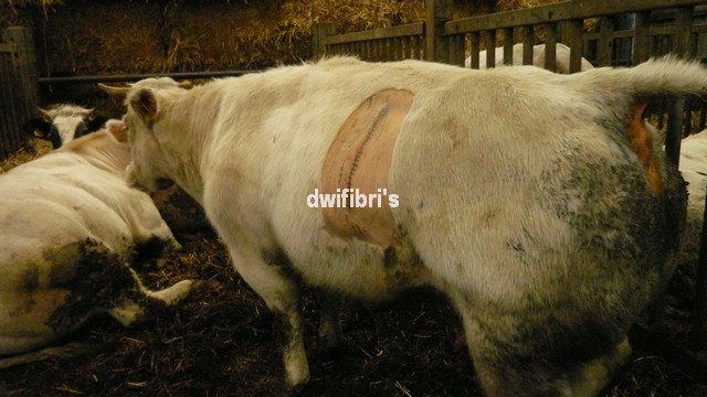 Berkunjung ke Peternakan Sapi Belgia (Belgian Blue/White Cow) | DLNF