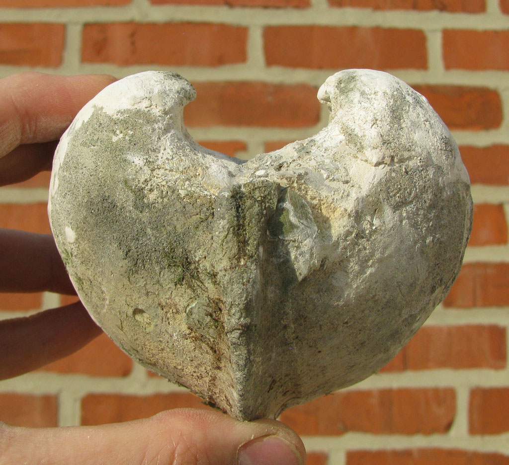 Views of the Mahantango: Cucullaea gigantea pelecypod from the Aquia ...