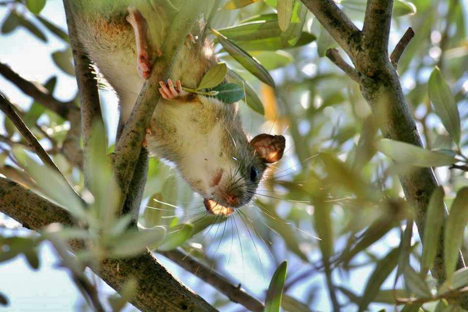 Mammals of Cyprus - Τα θηλαστικά της Κύπρου by George Konstantinou: The ...