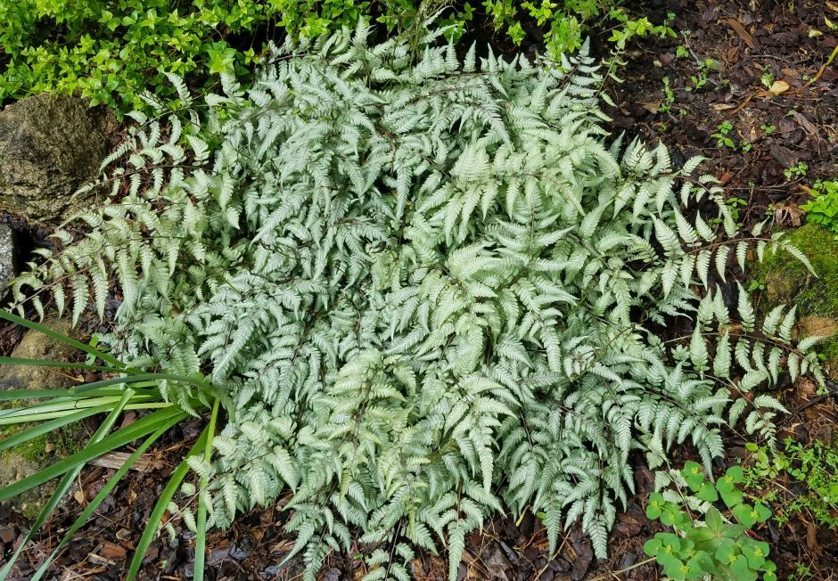 Future Plants by Randy Stewart: Fern - Athyrium ( Painted & Lady Ferns )
