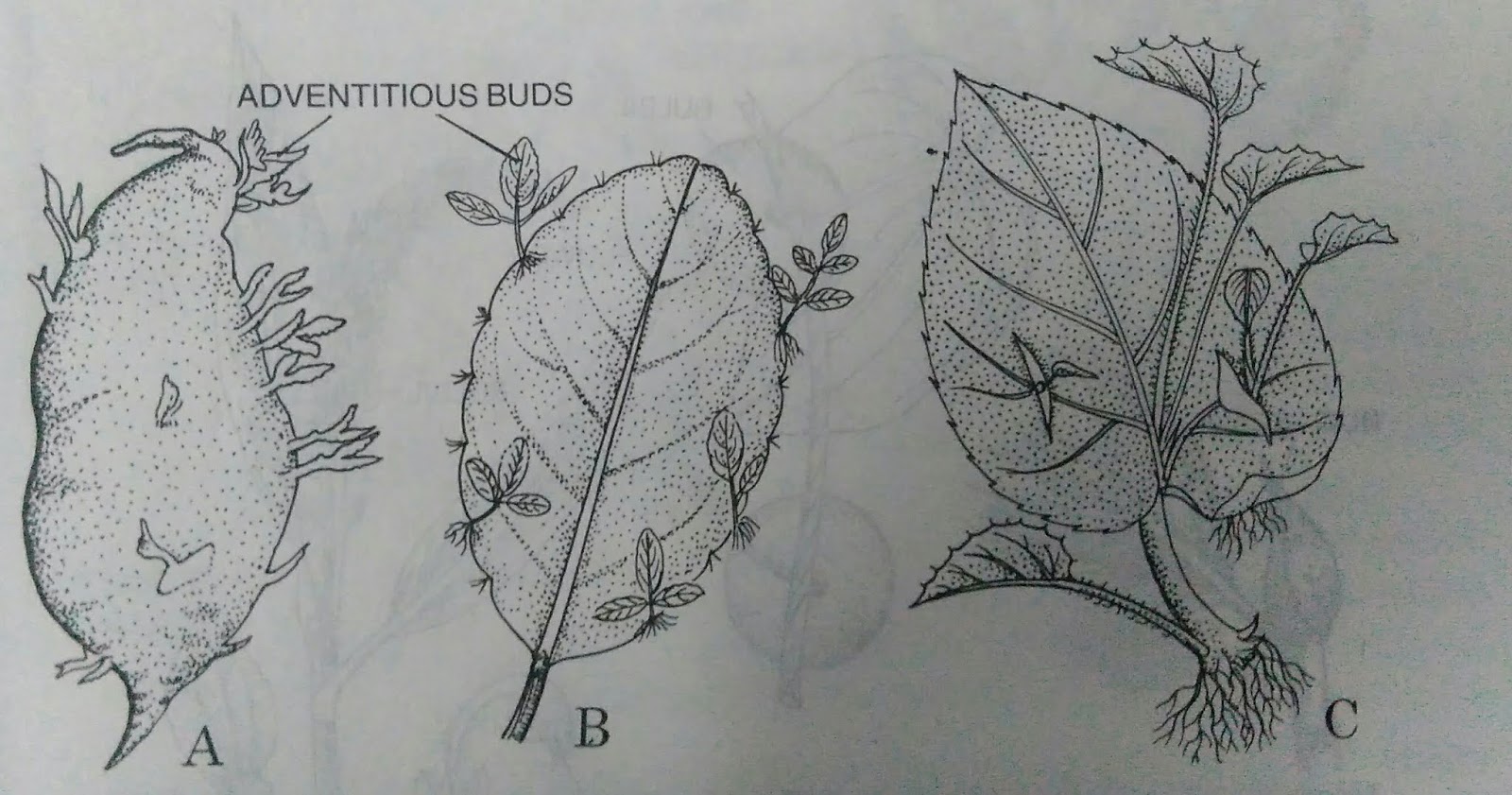 Stem:advantage and disadvantage of climbing plants,function of stem ...