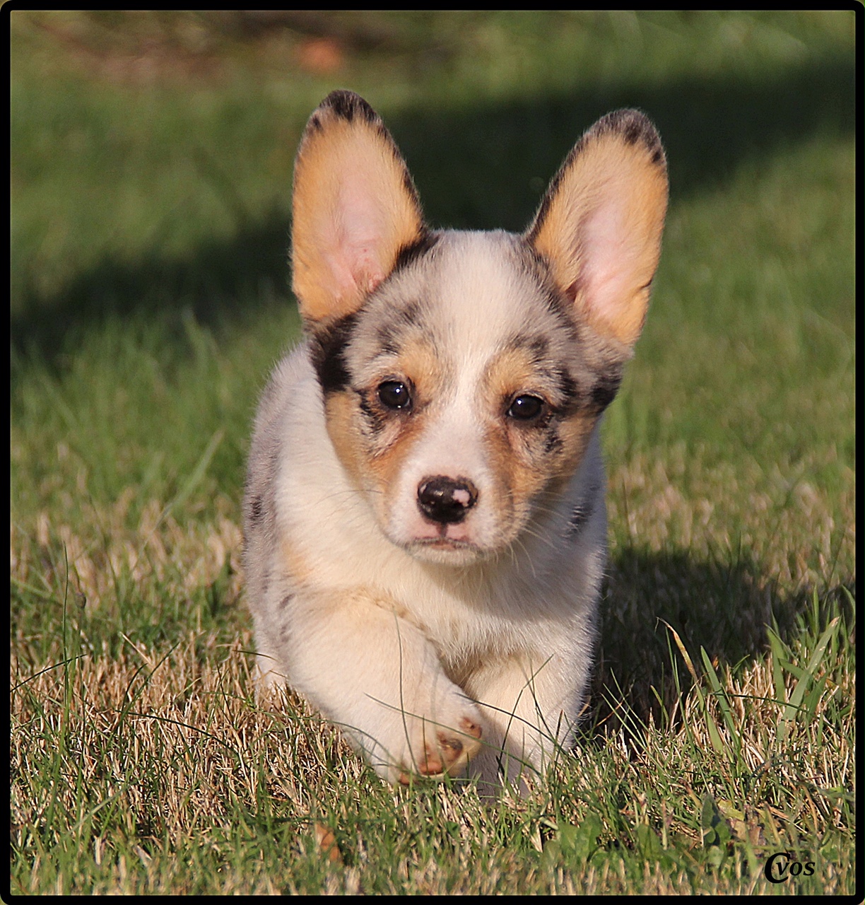 Cowboy Corgis: Available Puppies