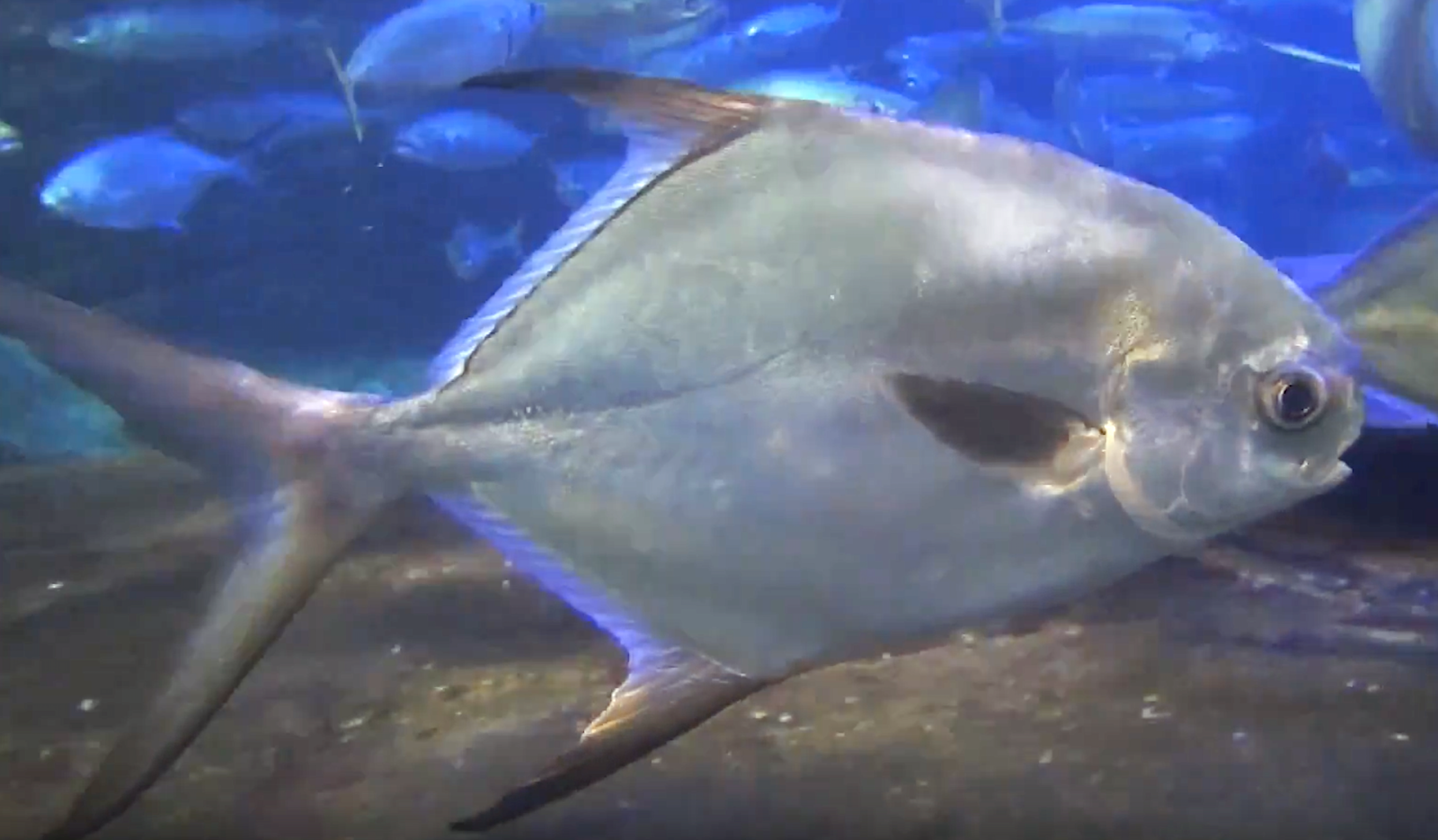 Aquarium Movies (Japan) archive 生きている魚図鑑: マルコバン moonfish,Long dorsal ...