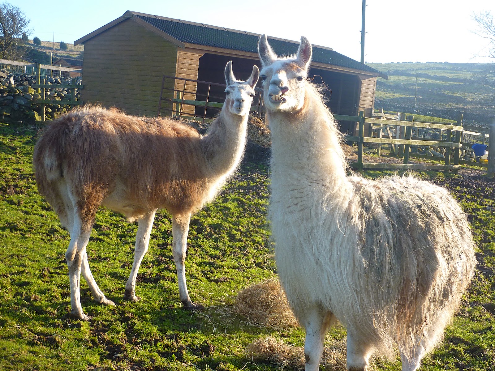 lesleys animal shelter: The squabbling Llamas.