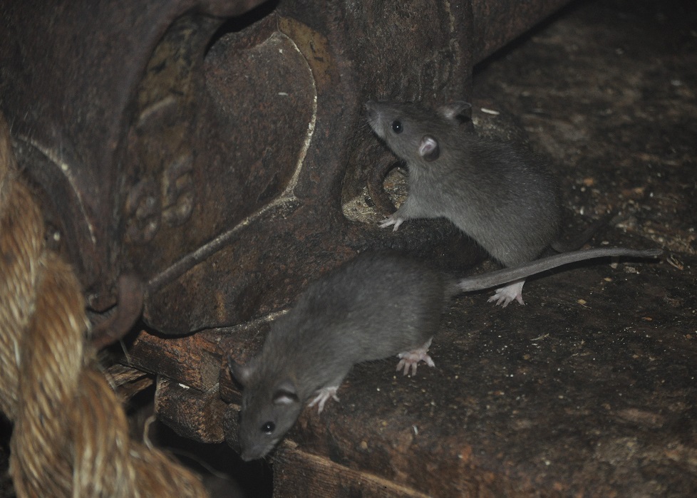 ZOOTOGRAFIANDO (6.100 ANIMALS): RATA NEGRA / BLACK RAT (Rattus rattus)