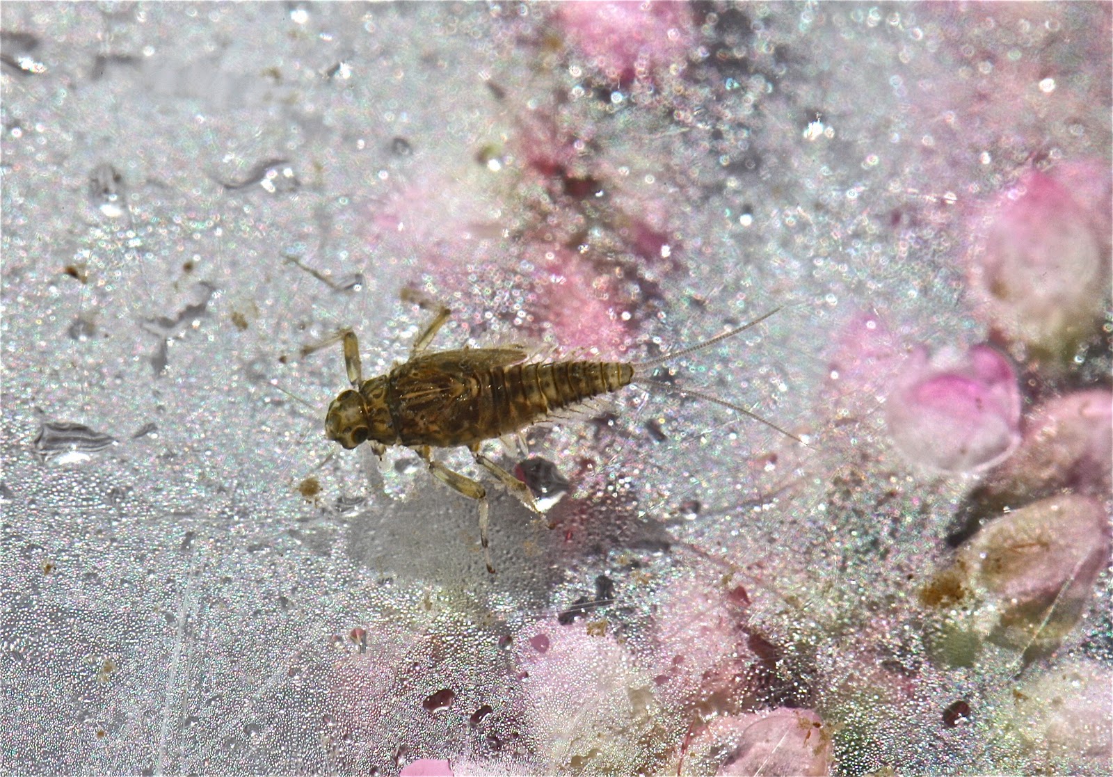 Aquatic Insects of Central Virginia: Acentrella turbida: Our "Fall ...