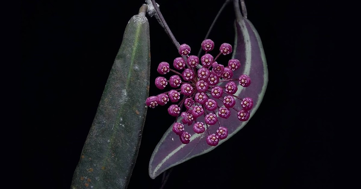 Species New to Science: [Botany • 2019] Hoya pulchra (Apocynaceae) • A ...