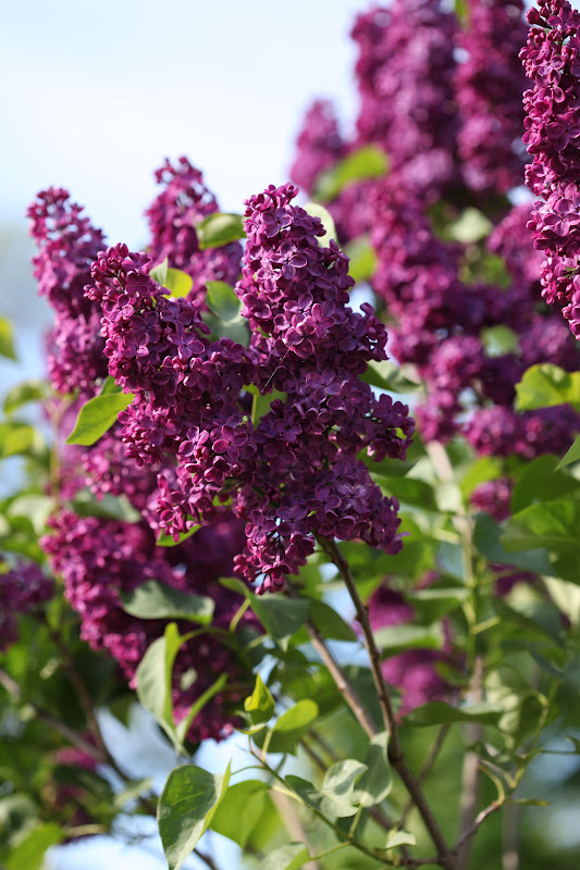 Garden Living: Velduftende syriner