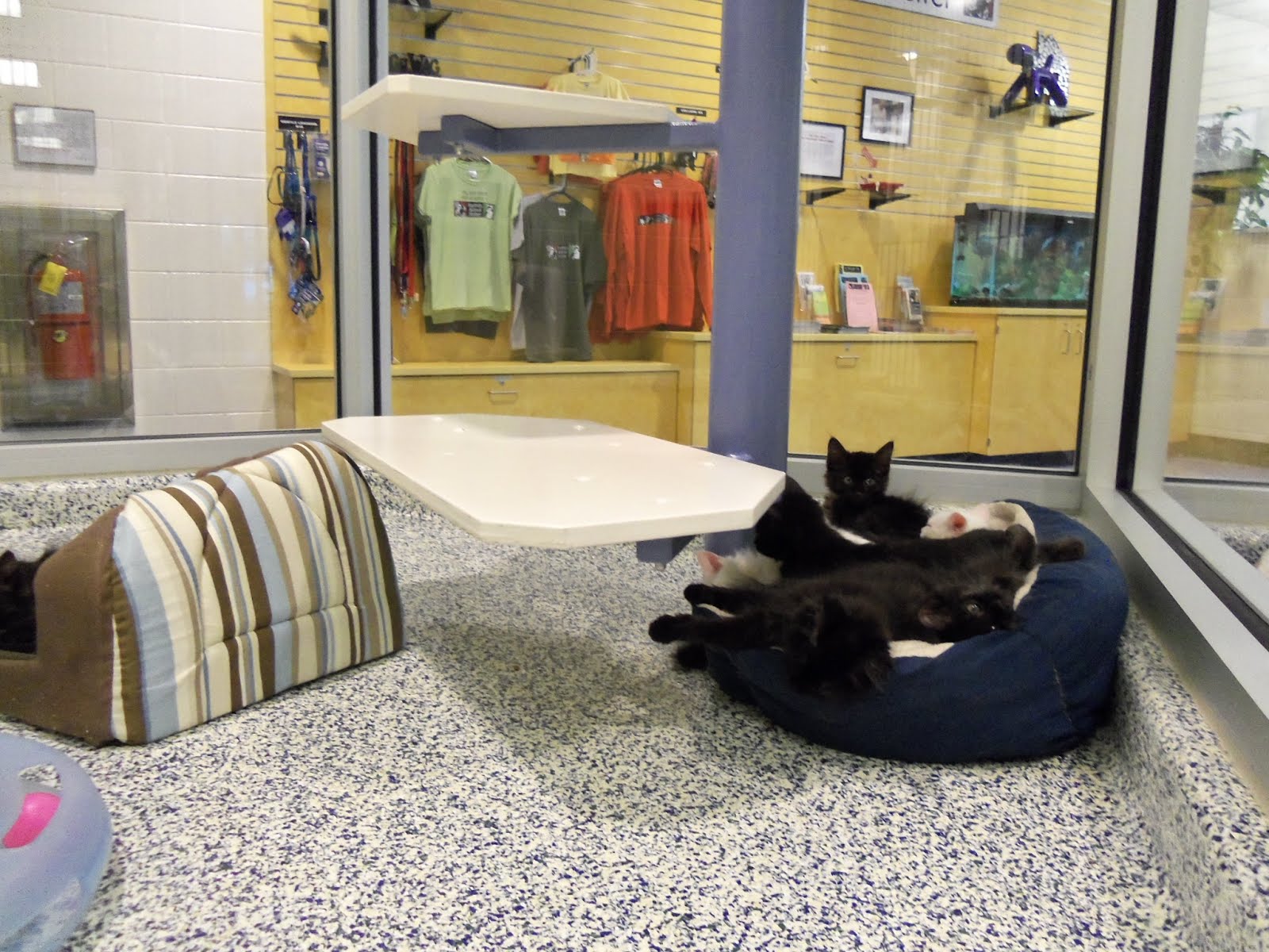Foothills Animal Shelter Golden Colorado