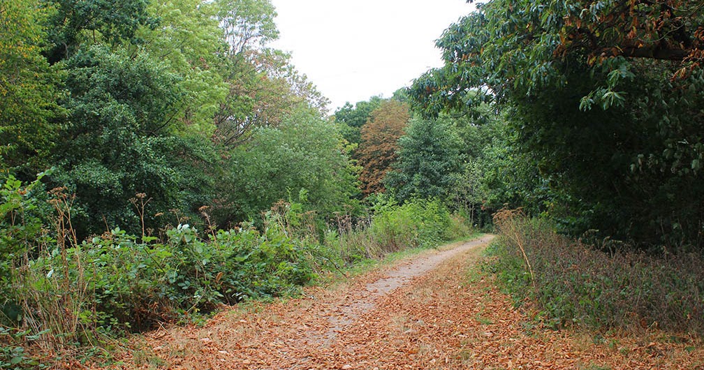 Epping Forest (Greater London - England) | My Travelogue - Indian ...