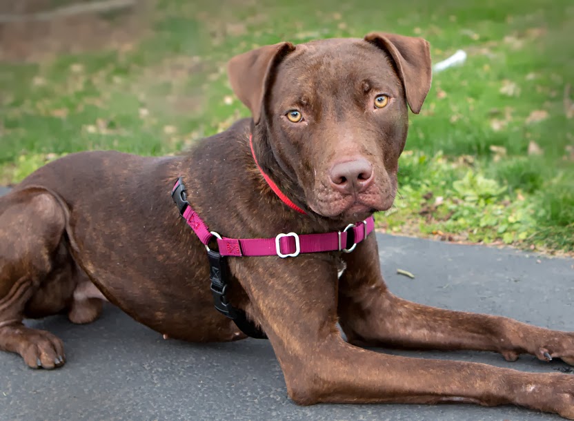 Shelter Dogs of Portland: "DEEBO" someone is sure to love you!!