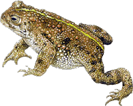 sr.ornitorrinco: 4 Sapos Corredores