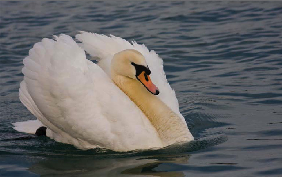 Pasari in lume: Lebada muta Lebedele fac parte din categoria păsărilor ...