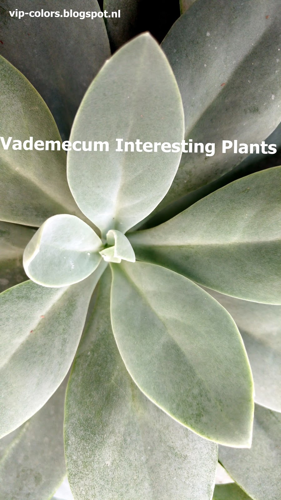 Vademecum Interesting Plants: Kleinia cephalophora, Senecio ...